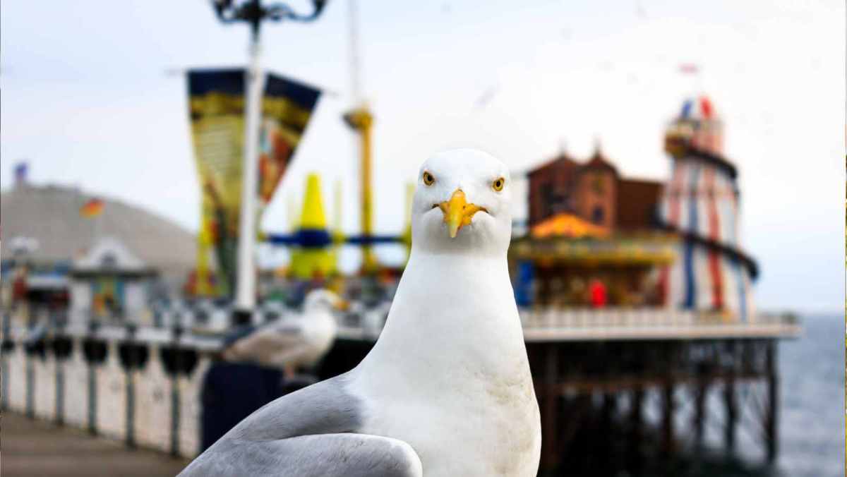 101 Fun Facts About Brighton – The Brighton Bucket List