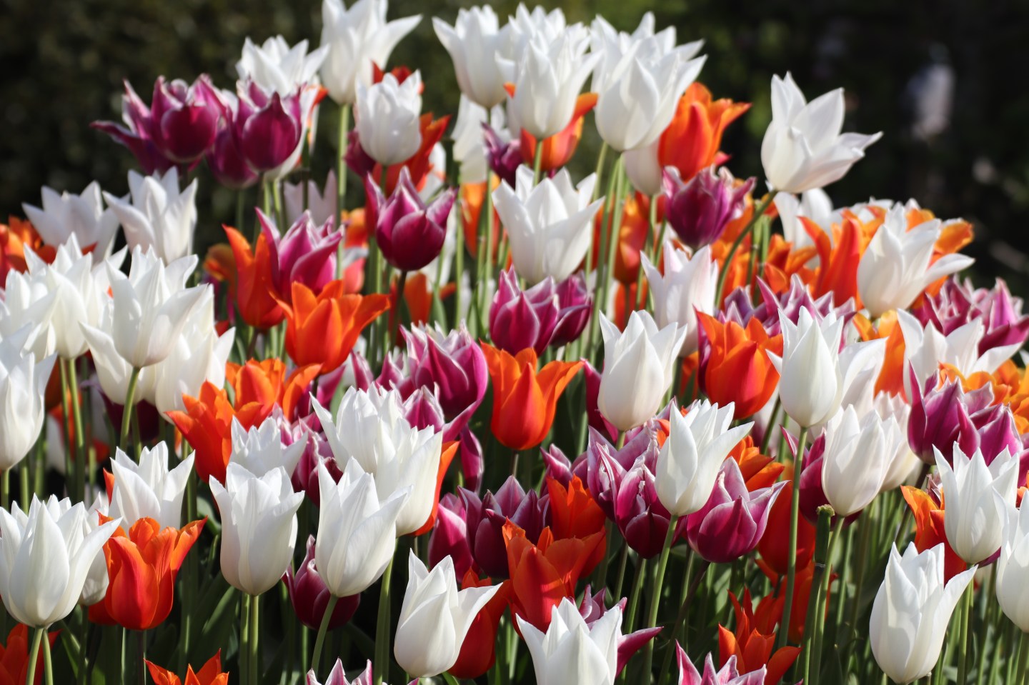 Arundel Castle’s Tulip Festival Begins – The Brighton Bucket List