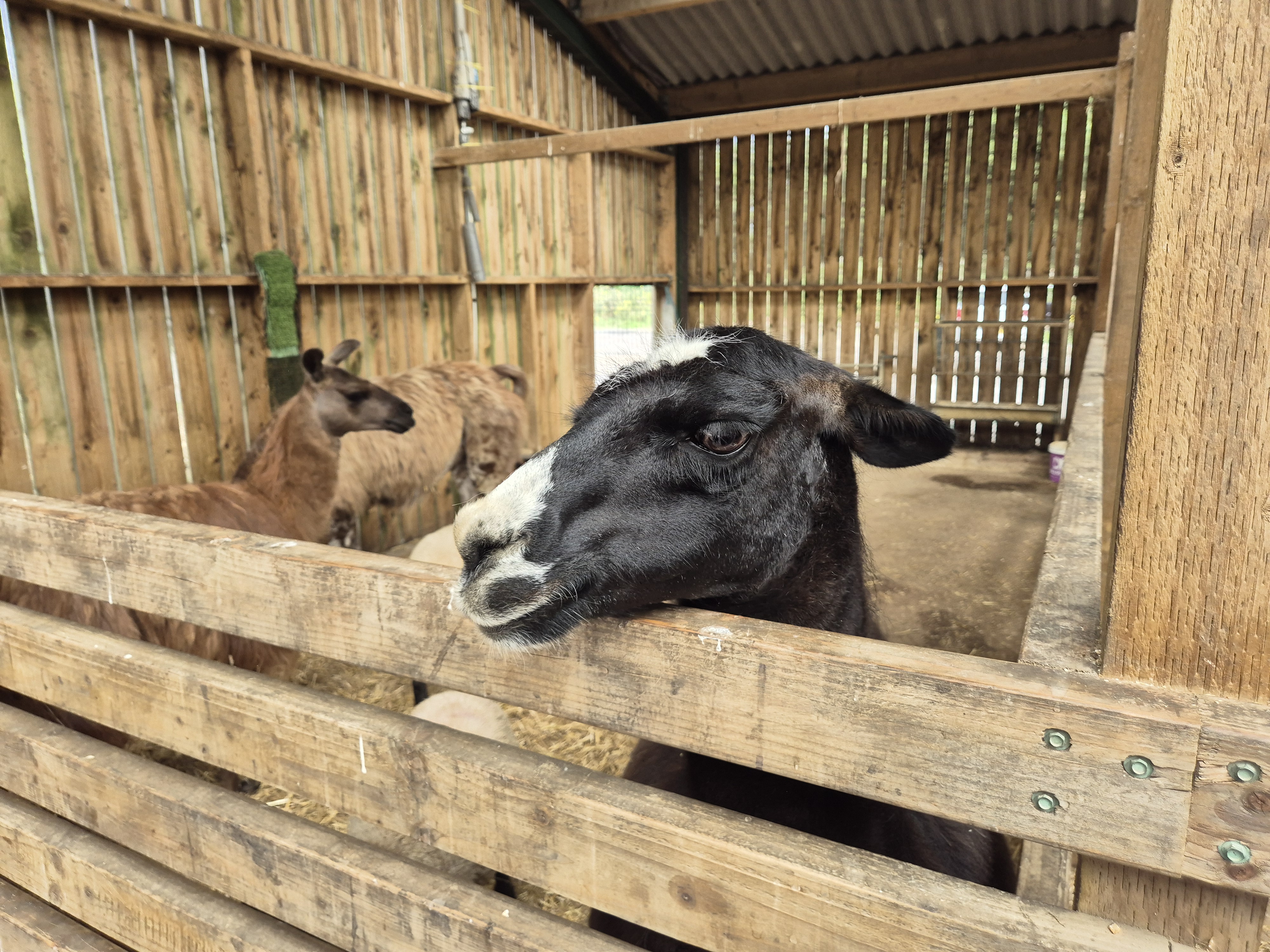 Review: Knockhatch Adventure Park – The Brighton Bucket List