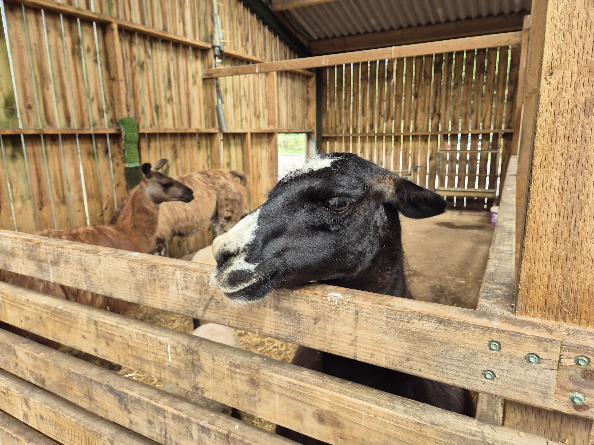 Review: Knockhatch Adventure Park – The Brighton Bucket List