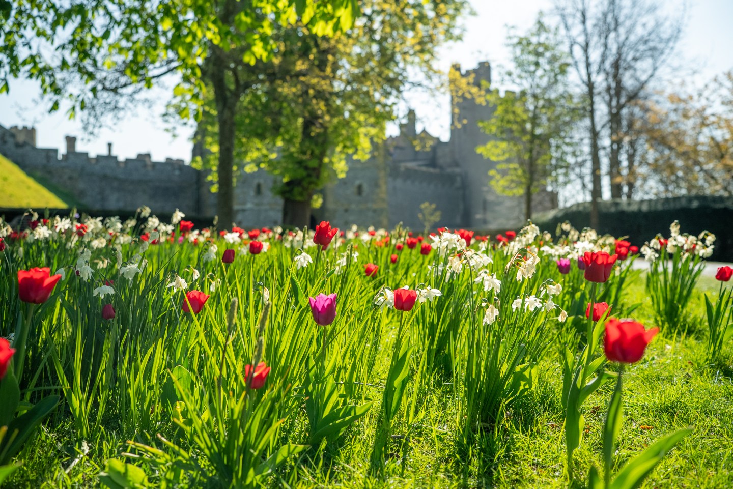 Arundel Castle Hosts Tulip Festival 2026 – The Brighton Bucket List
